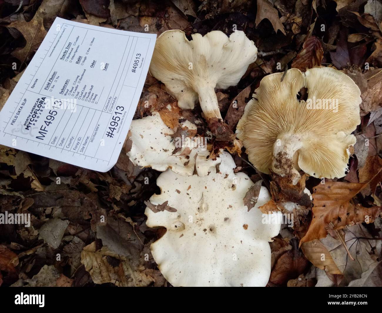 robust clitocybe (Clitocybe robusta) Fungi Stock Photo - Alamy