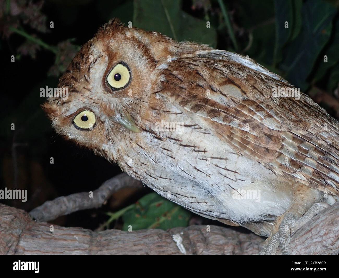Tropical Screech-Owl (Megascops choliba) Aves Stock Photo - Alamy