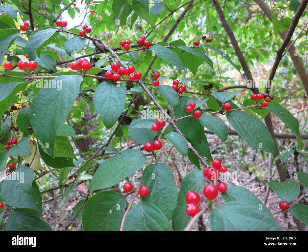 Amur honeysuckle (Lonicera maackii) Plantae Stock Photo - Alamy