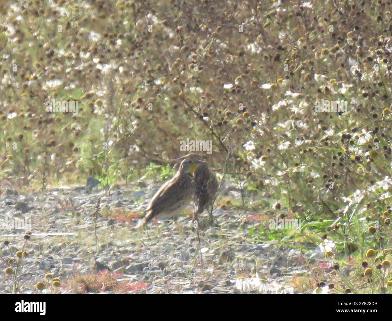 Western Meadowlark (Sturnella neglecta) Aves Stock Photo - Alamy