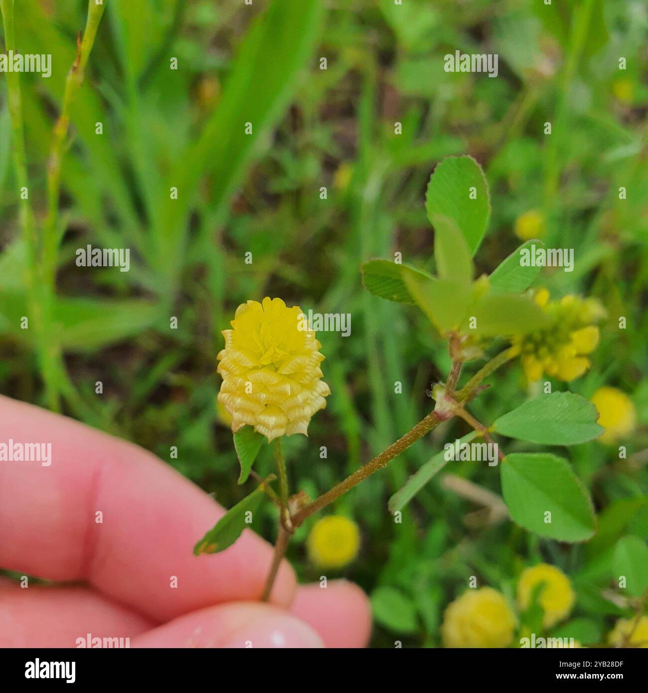 hop trefoil (Trifolium campestre) Plantae Stock Photo - Alamy