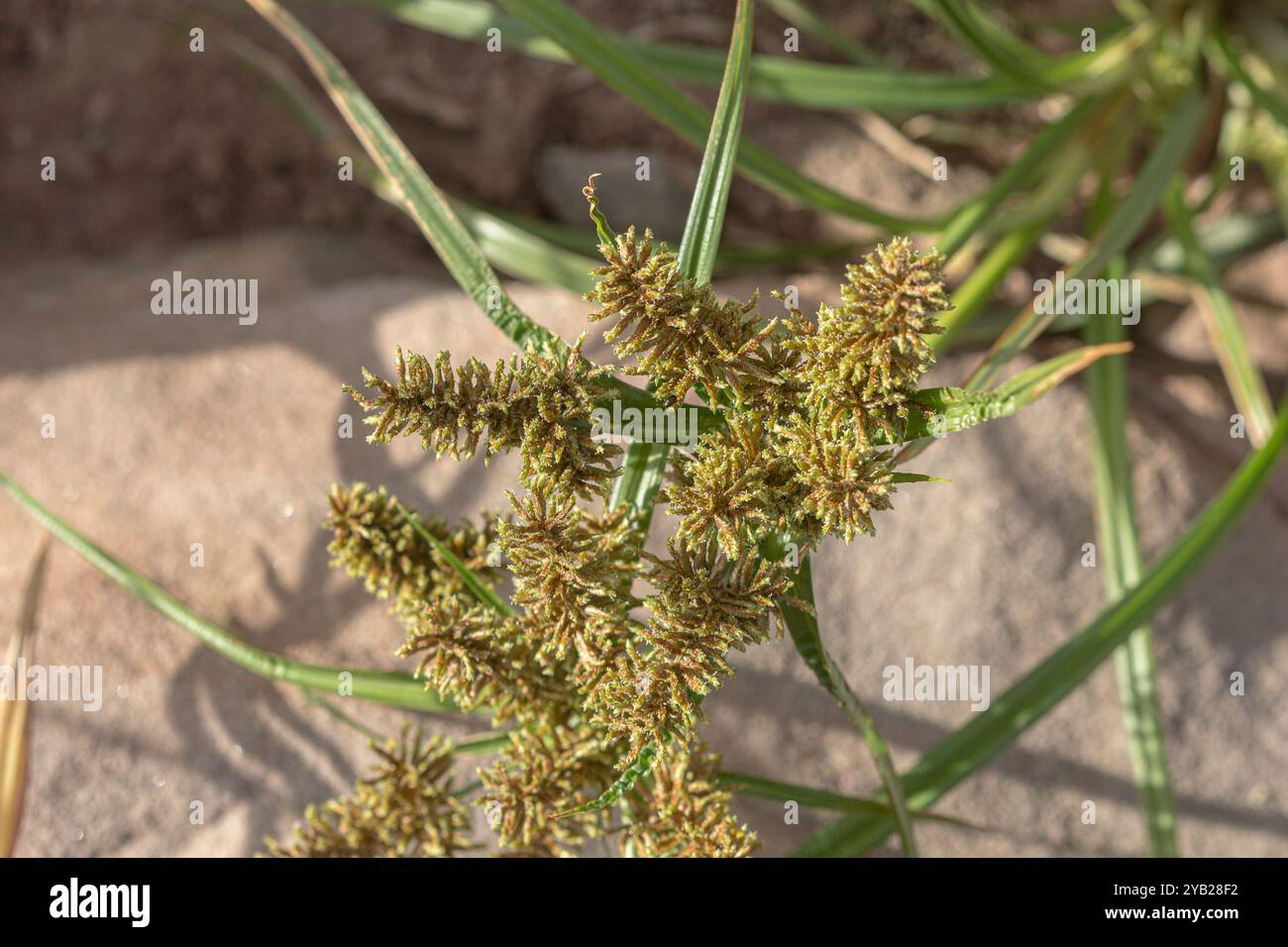 redroot flatsedge (Cyperus erythrorhizos) Plantae Stock Photo - Alamy