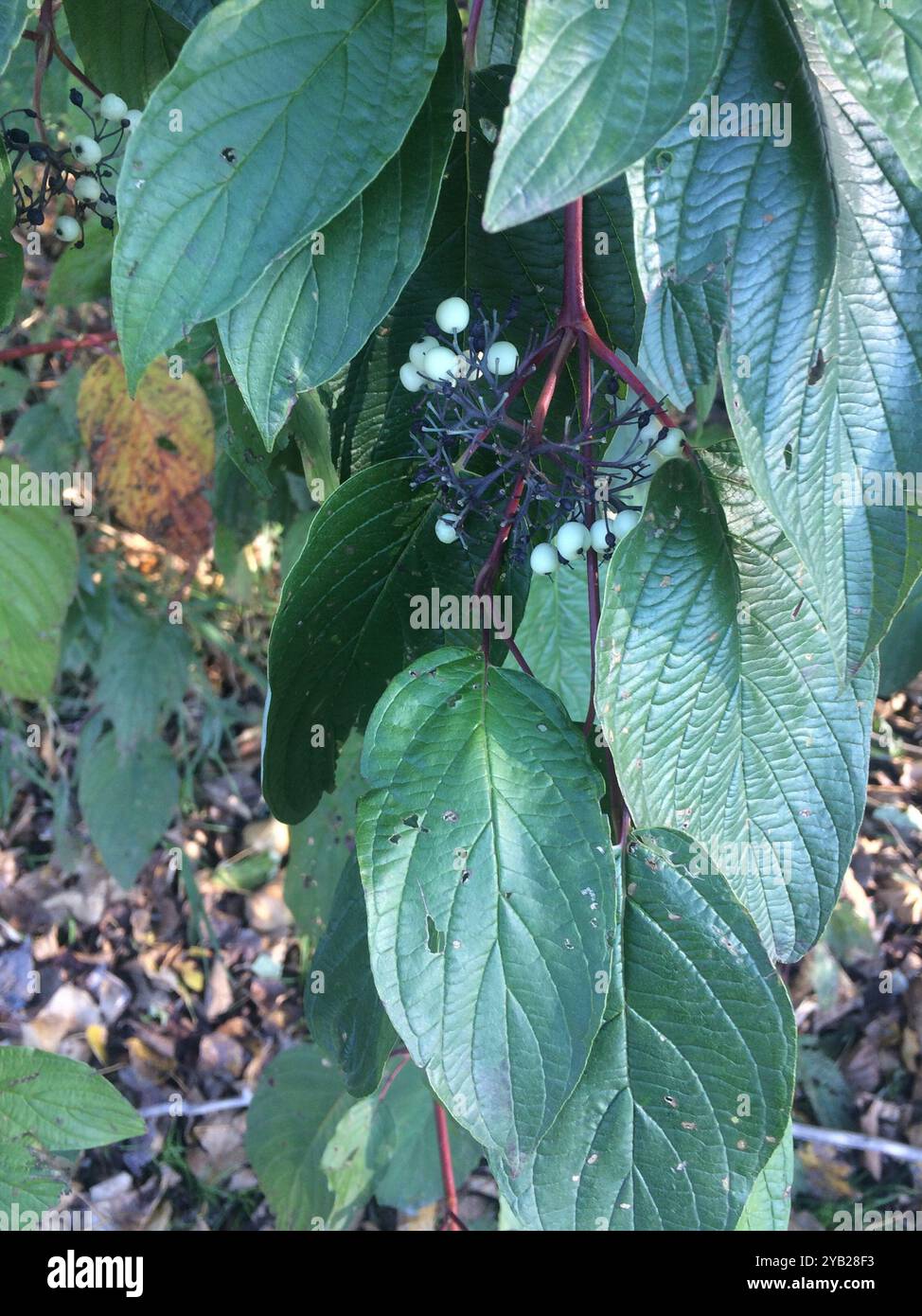 red osier dogwood (Cornus sericea) Plantae Stock Photo - Alamy