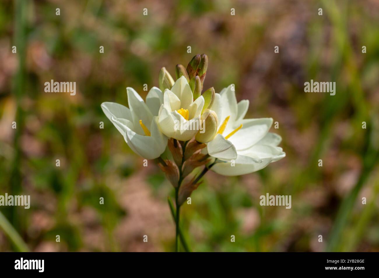 White flowering Ixia sp. seen in natural habitat near Piketberg in the ...
