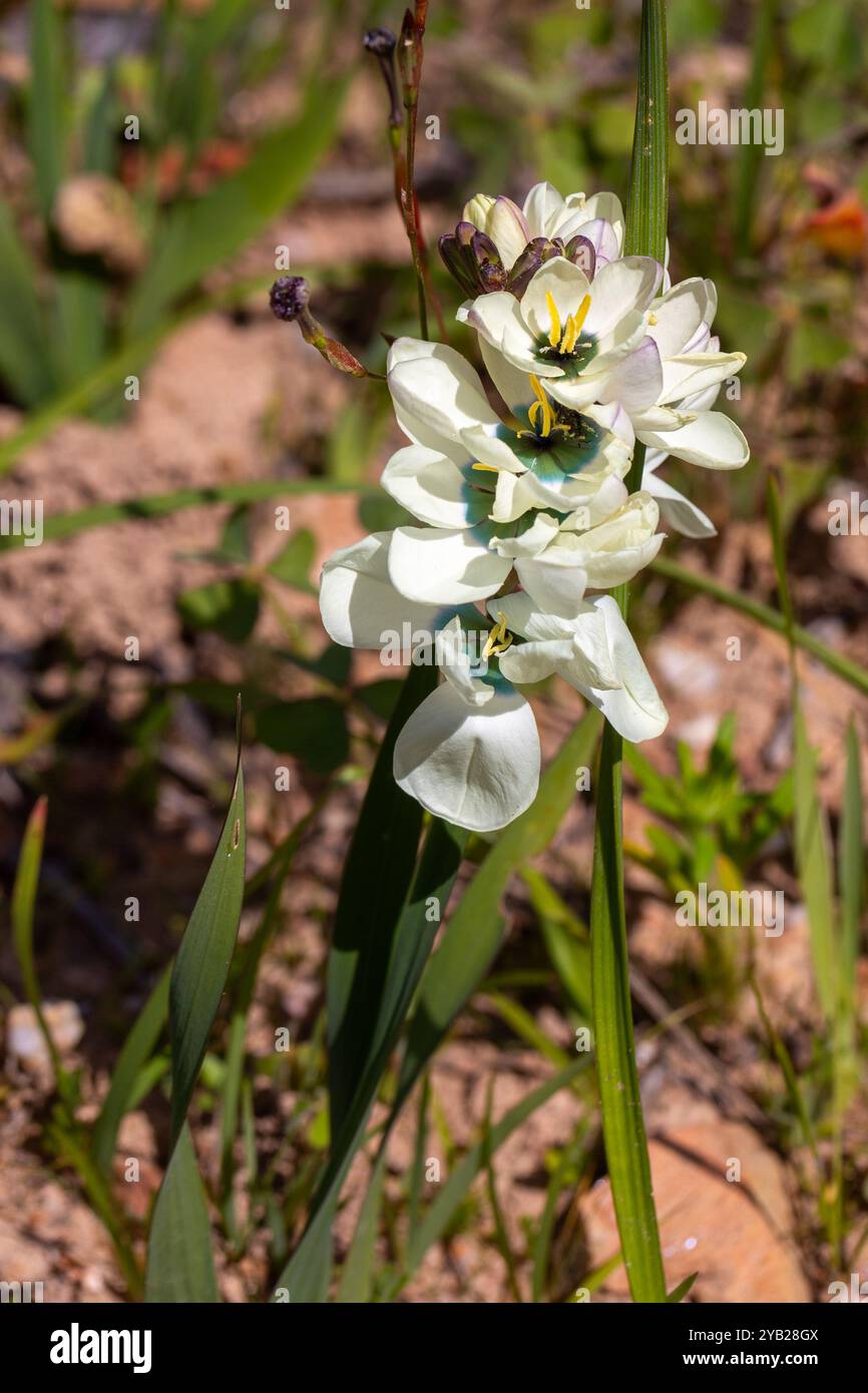 White flowering Ixia sp. seen in natural habitat near Piketberg in the ...