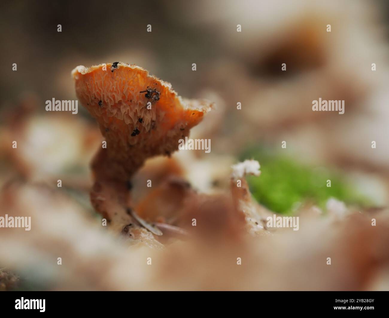 Delicate fungal structure hi-res stock photography and images - Alamy