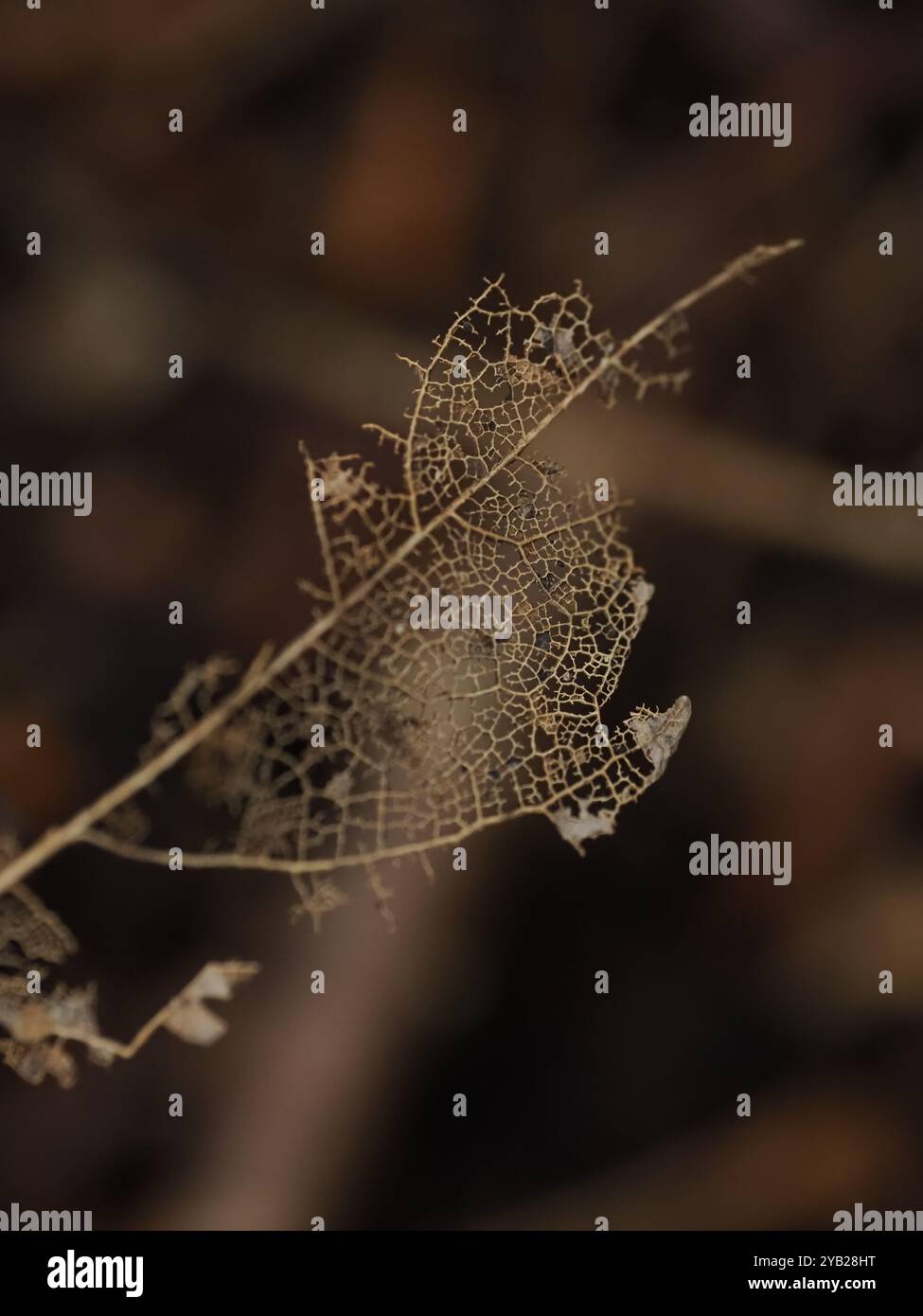Leaf skeleton hi-res stock photography and images - Alamy