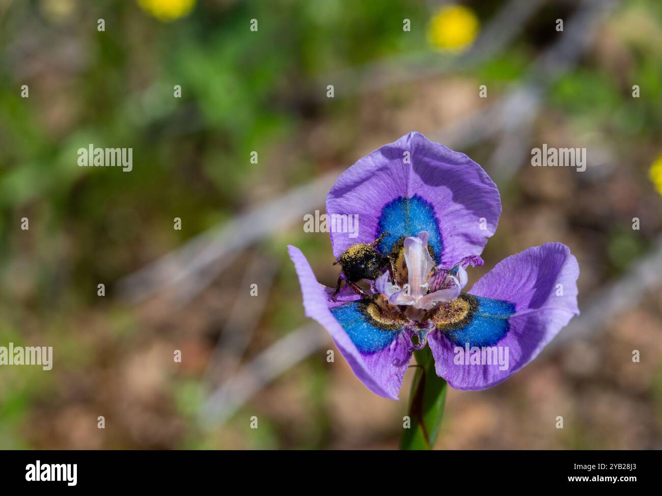 Flower of the beautiful and endangered Moraea villosa in natural ...