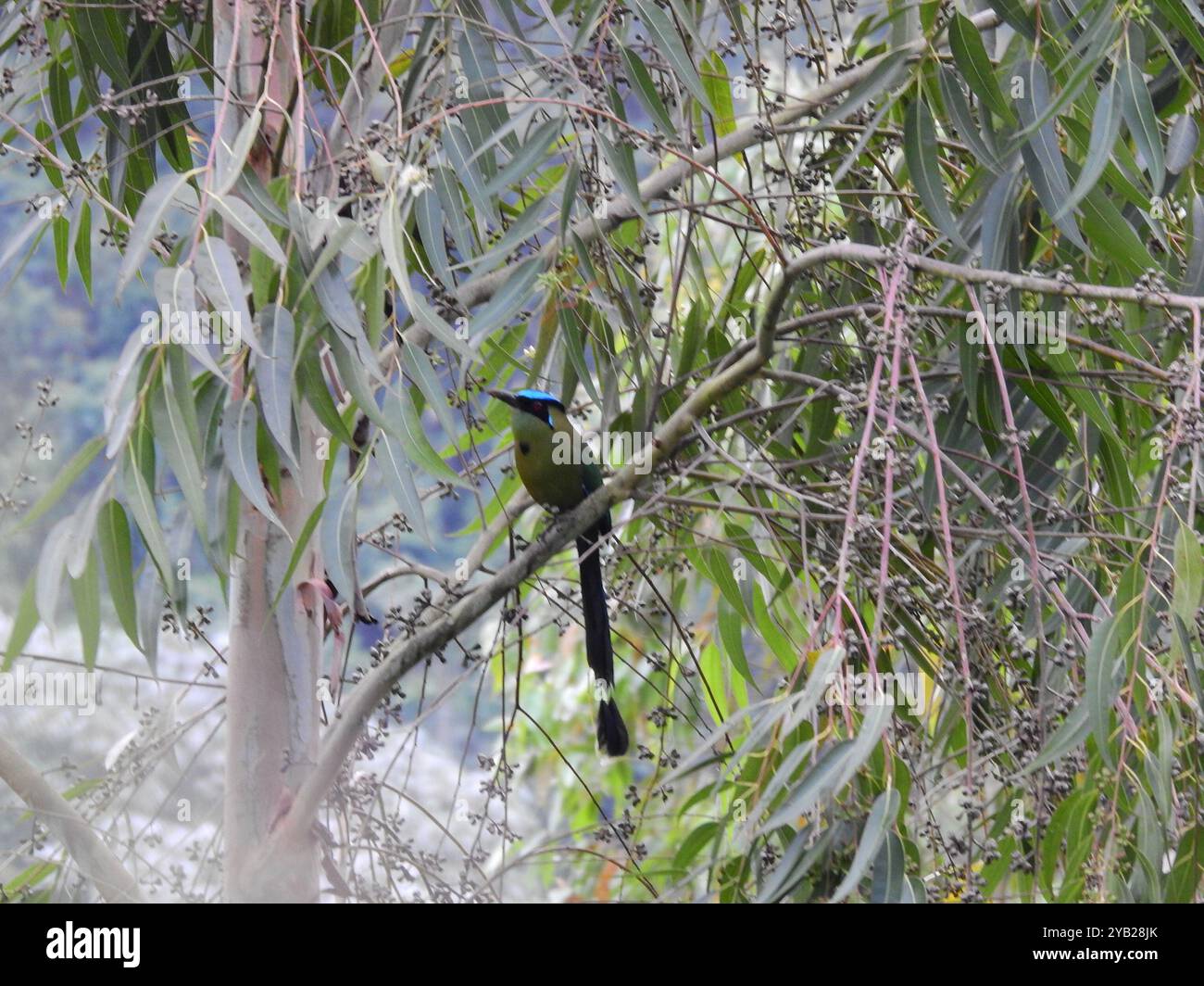 Andean motmot momotus aequatorialis hi-res stock photography and images ...