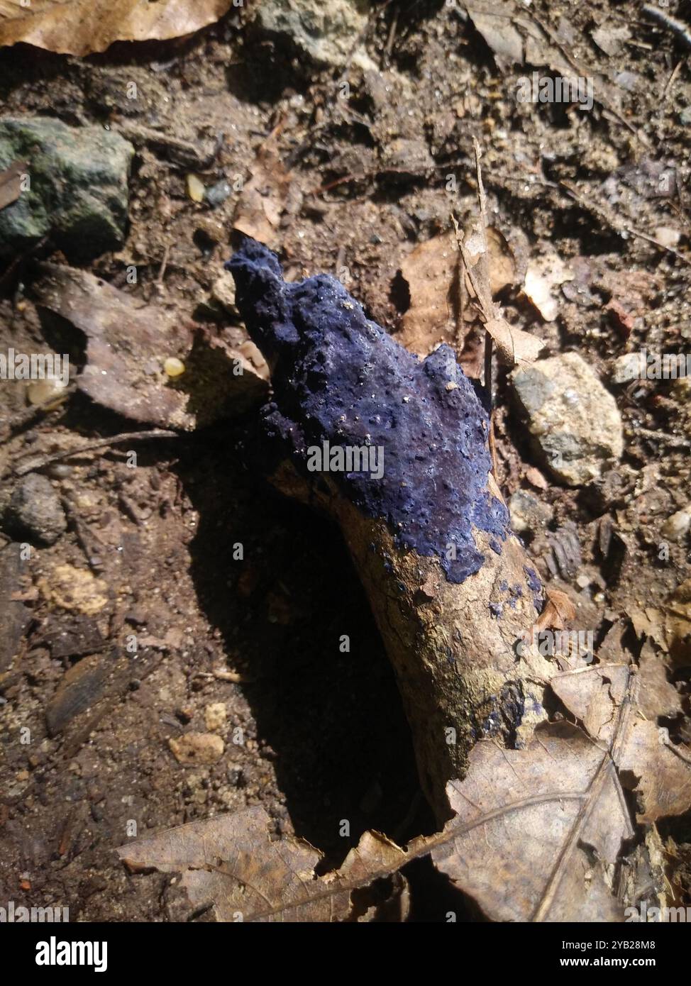 Cobalt Crust (Terana coerulea) Fungi Stock Photo - Alamy
