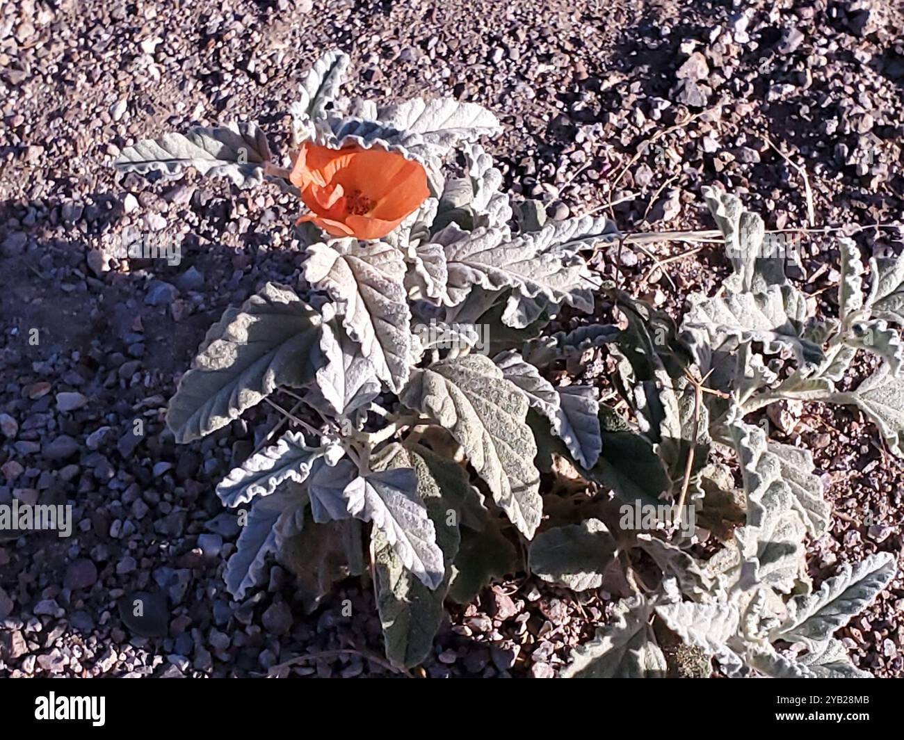 spear globemallow (Sphaeralcea hastulata) Plantae Stock Photo - Alamy