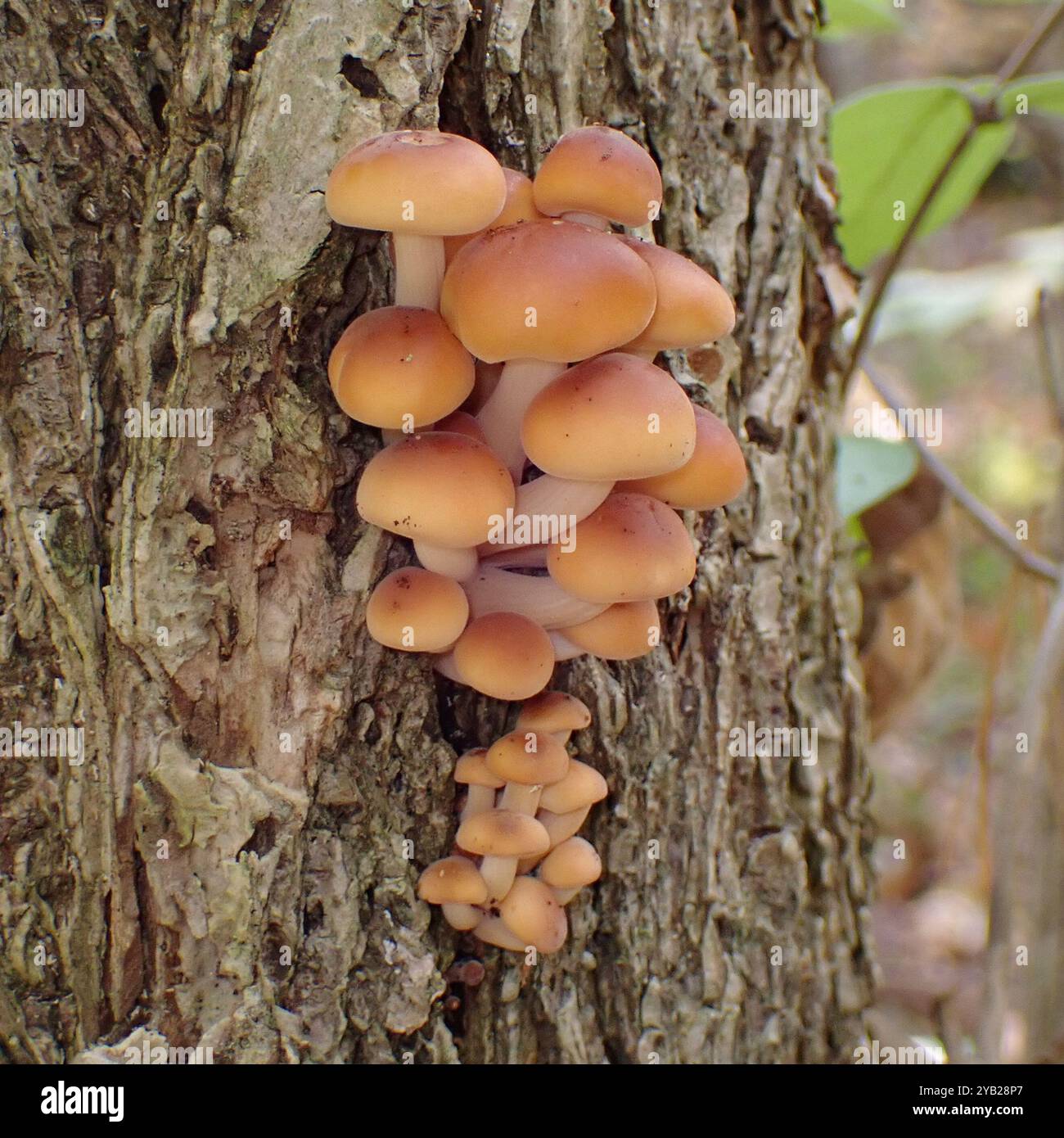 Velvet Foot (Flammulina velutipes) Fungi Stock Photo - Alamy