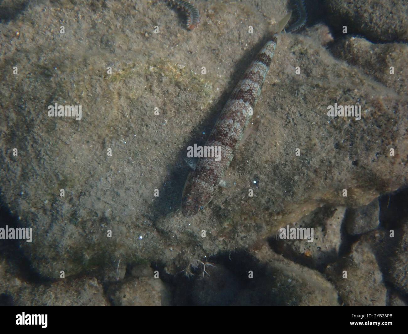 Atlantic Lizardfish (Synodus saurus) Actinopterygii Stock Photo - Alamy
