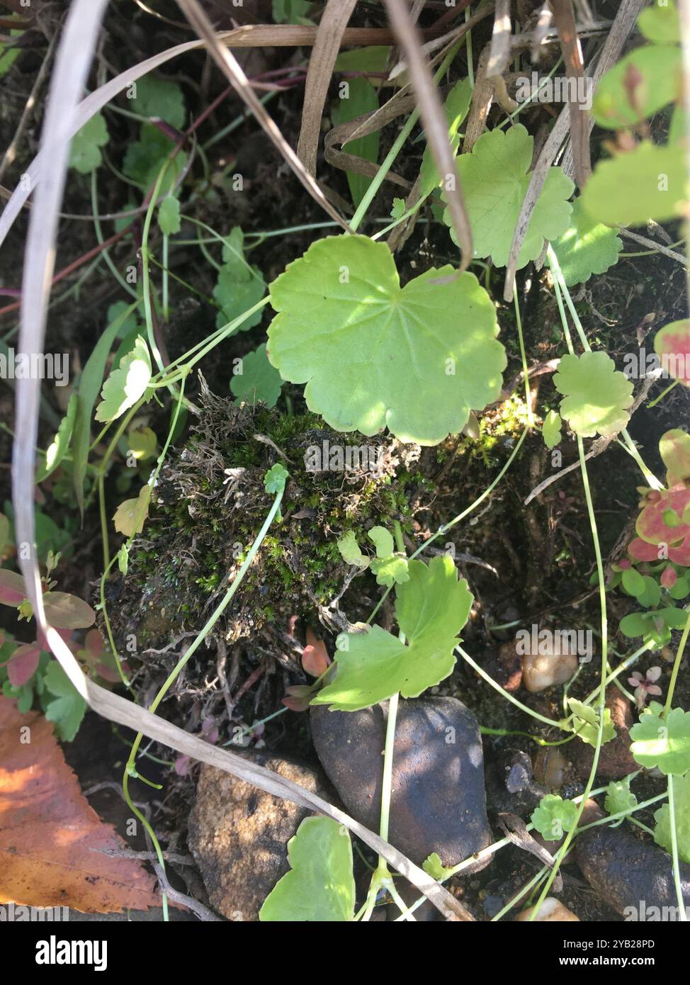 American Water-pennywort (Hydrocotyle americana) Plantae Stock Photo ...