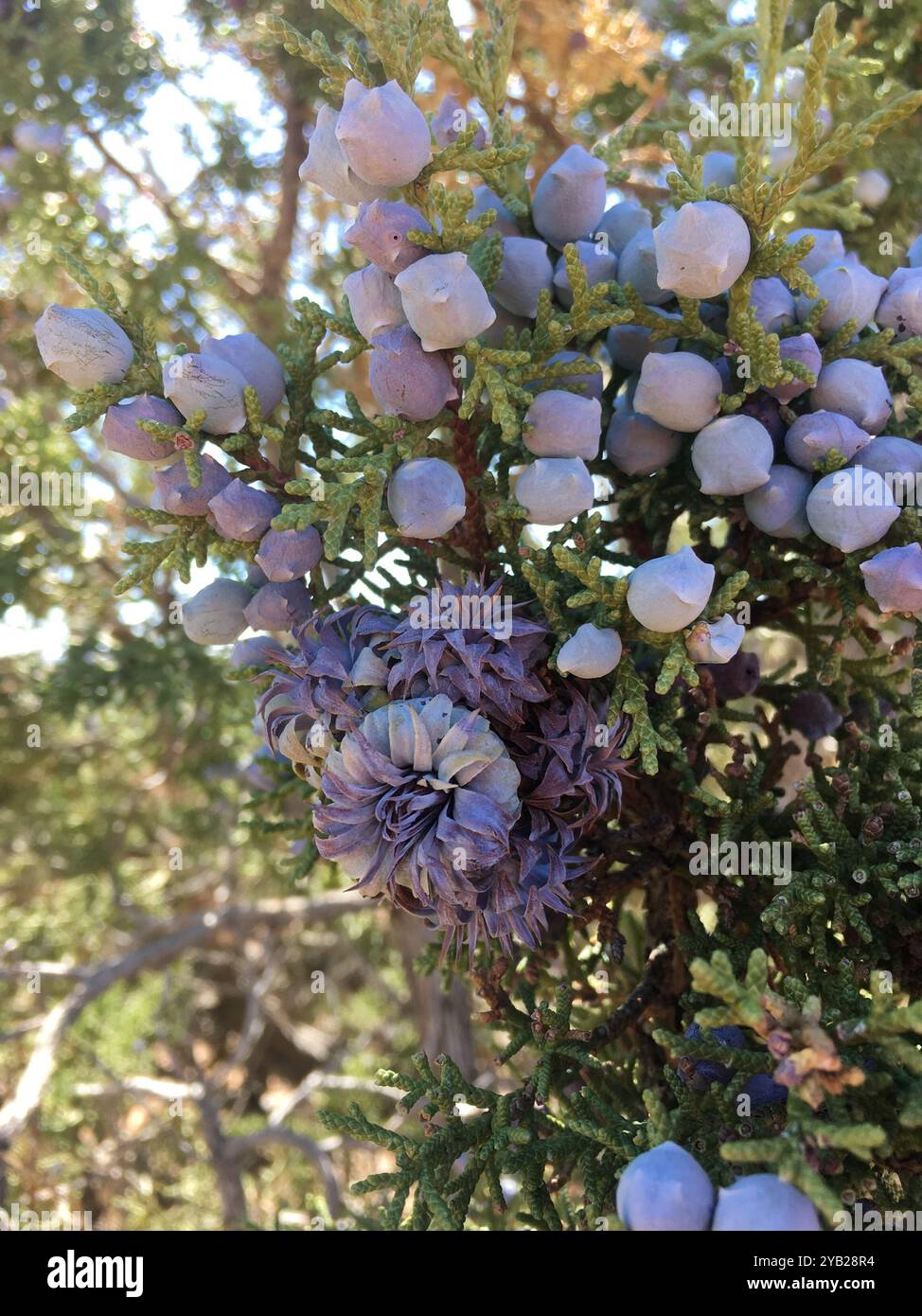 Utah Juniper (Juniperus osteosperma) Plantae Stock Photo - Alamy