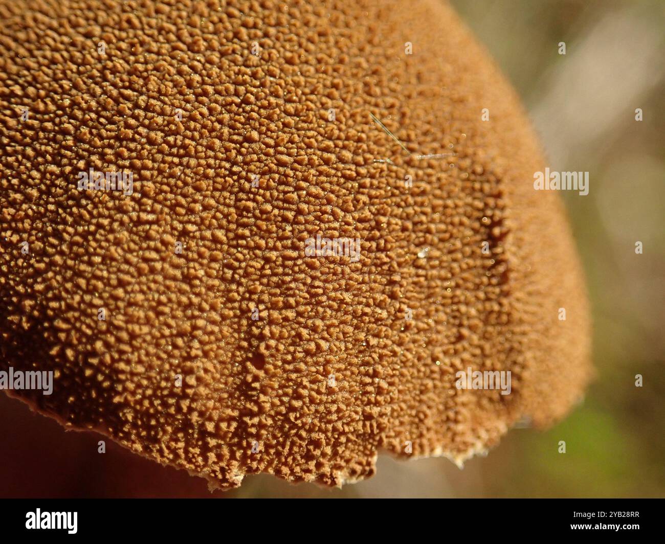 (Cystoderma carcharias fallax) Fungi Stock Photo - Alamy