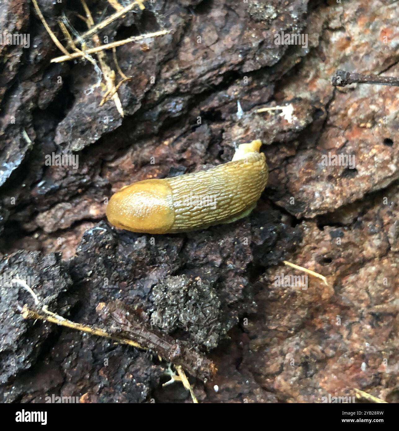 Dusky Slugs (Mesarion) Mollusca Stock Photo - Alamy