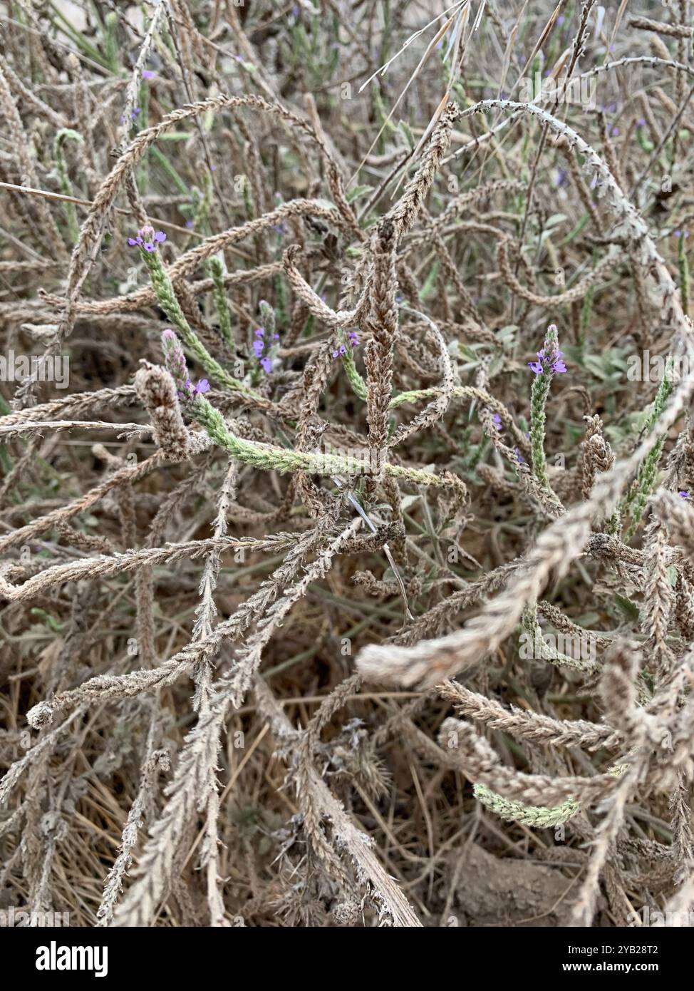 western vervain (Verbena lasiostachys) Plantae Stock Photo - Alamy