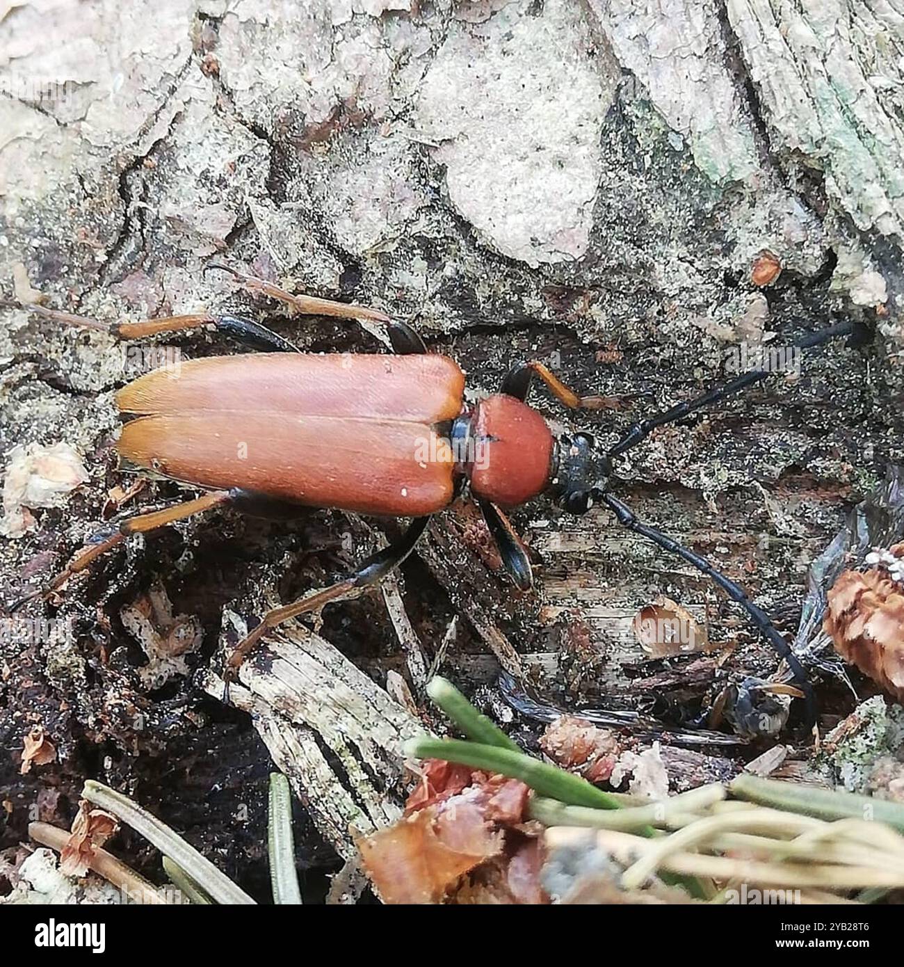 Red Pine Longhorn Beetle (Stictoleptura rubra) Insecta Stock Photo - Alamy