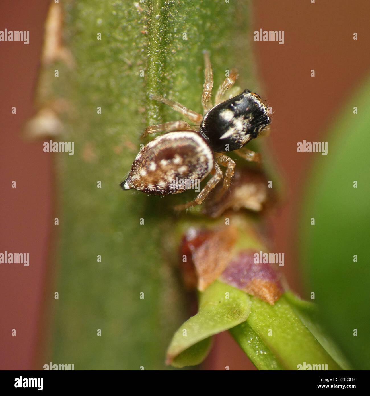 Sun Jumping Spiders (Heliophanus) Arachnida Stock Photo - Alamy