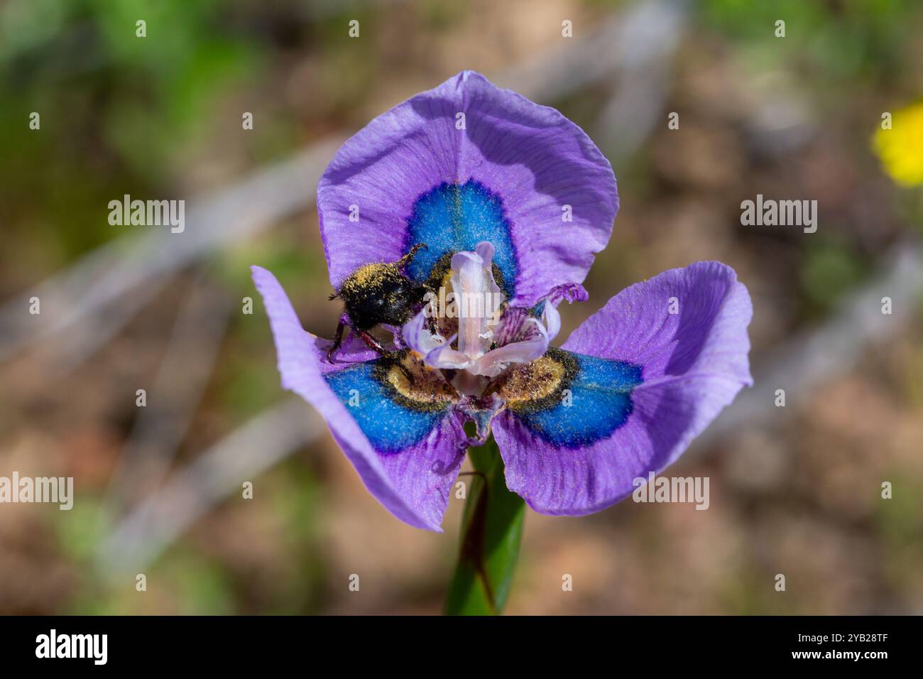 Flower of the beautiful and endangered Moraea villosa in natural ...