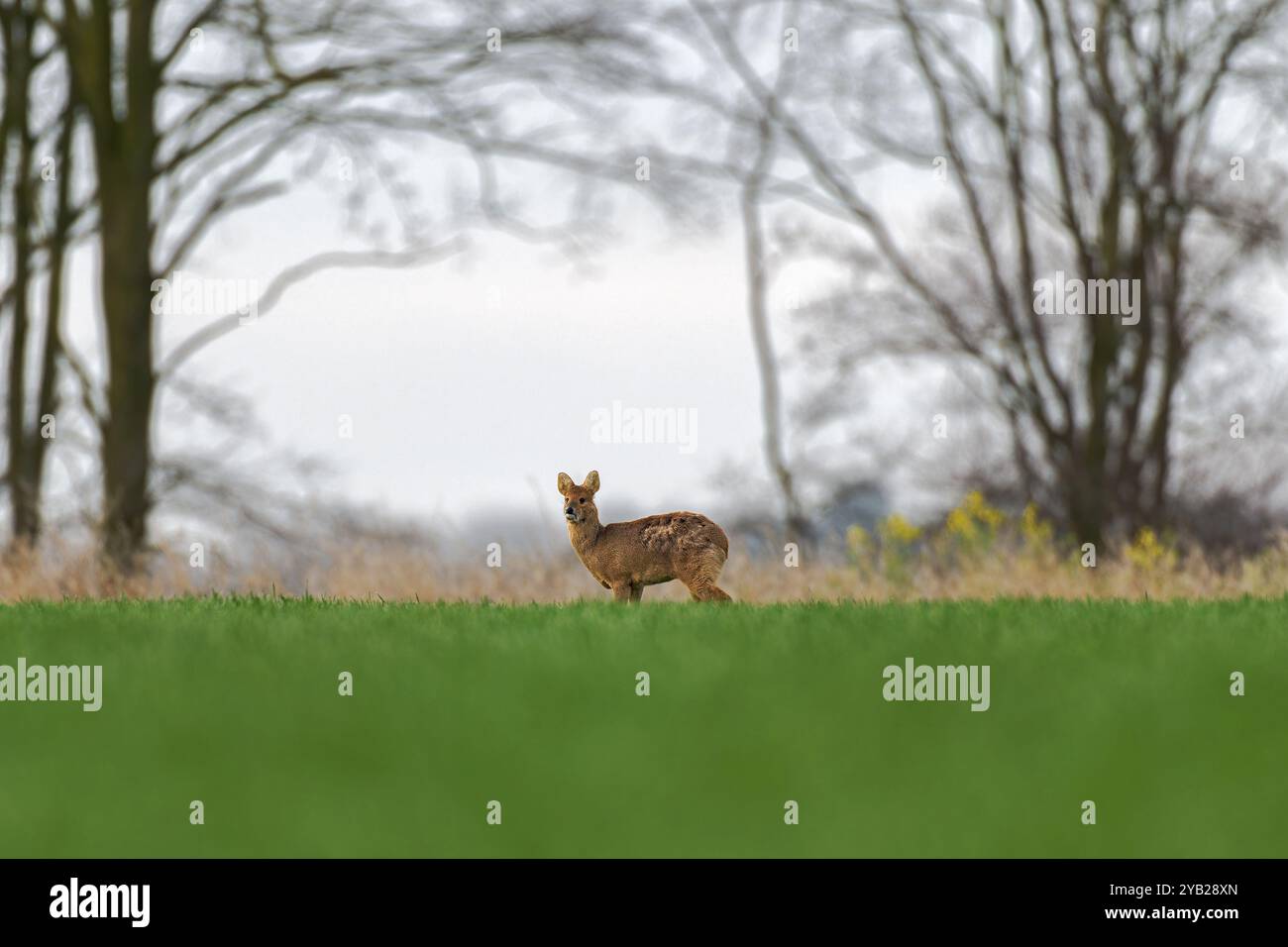 Chinese water deer (buck) -Hydropotes inermis Stock Photo - Alamy