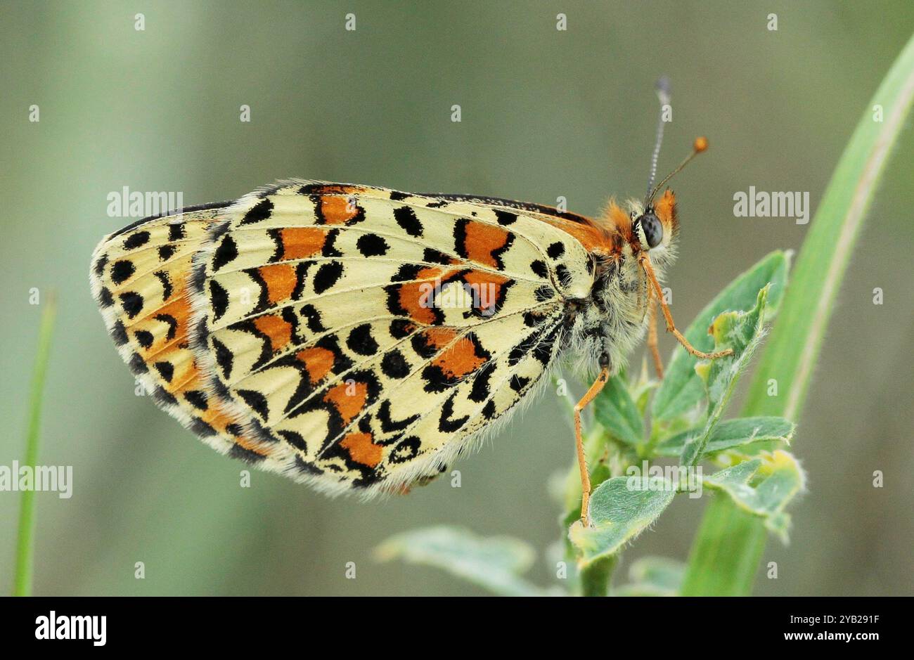 Lesser Spotted Fritillary (Melitaea trivia) Insecta Stock Photo - Alamy
