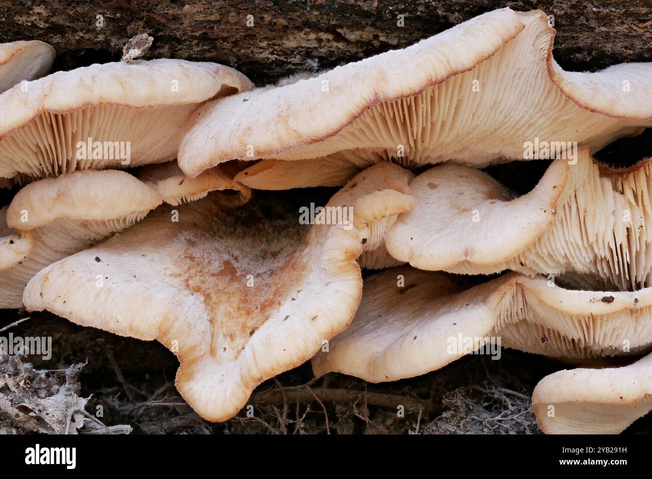 bear lentinus (Lentinellus ursinus) Fungi Stock Photo - Alamy