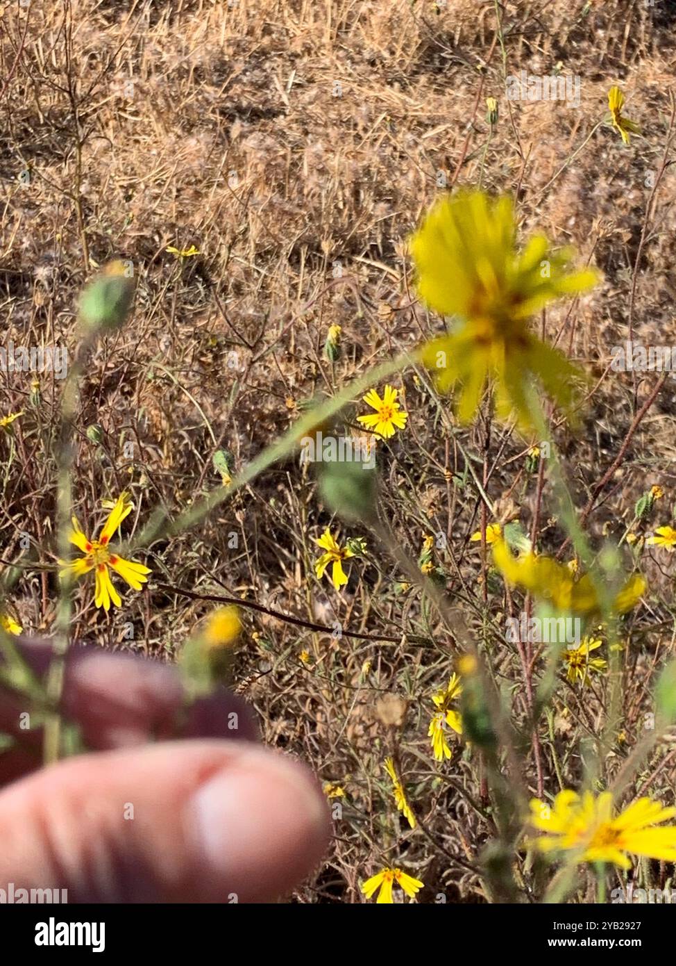 Common Madia (Madia elegans) Plantae Stock Photo - Alamy