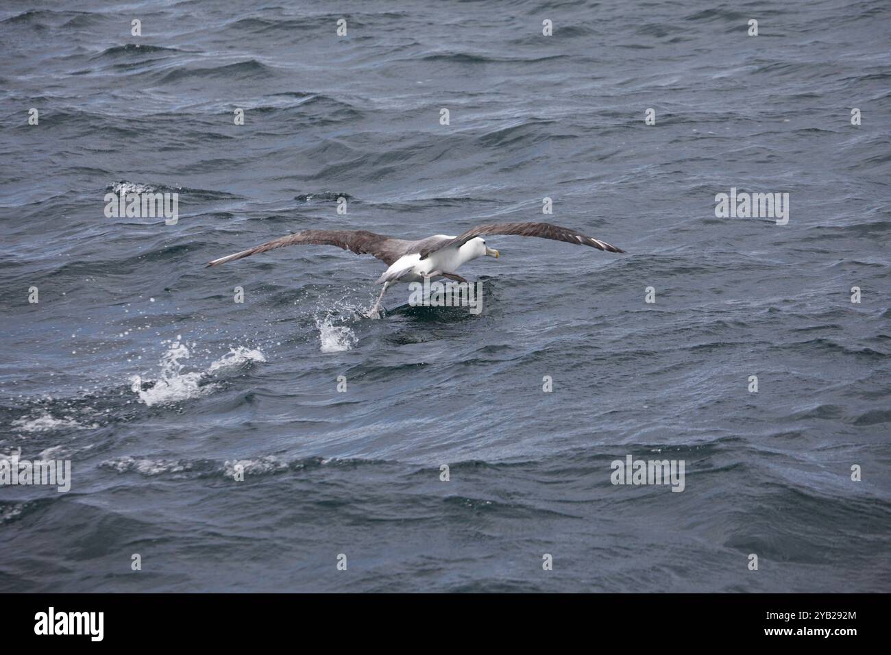 Shy albatross Thalassarche cauta taking off from sea New Zealand Stock ...