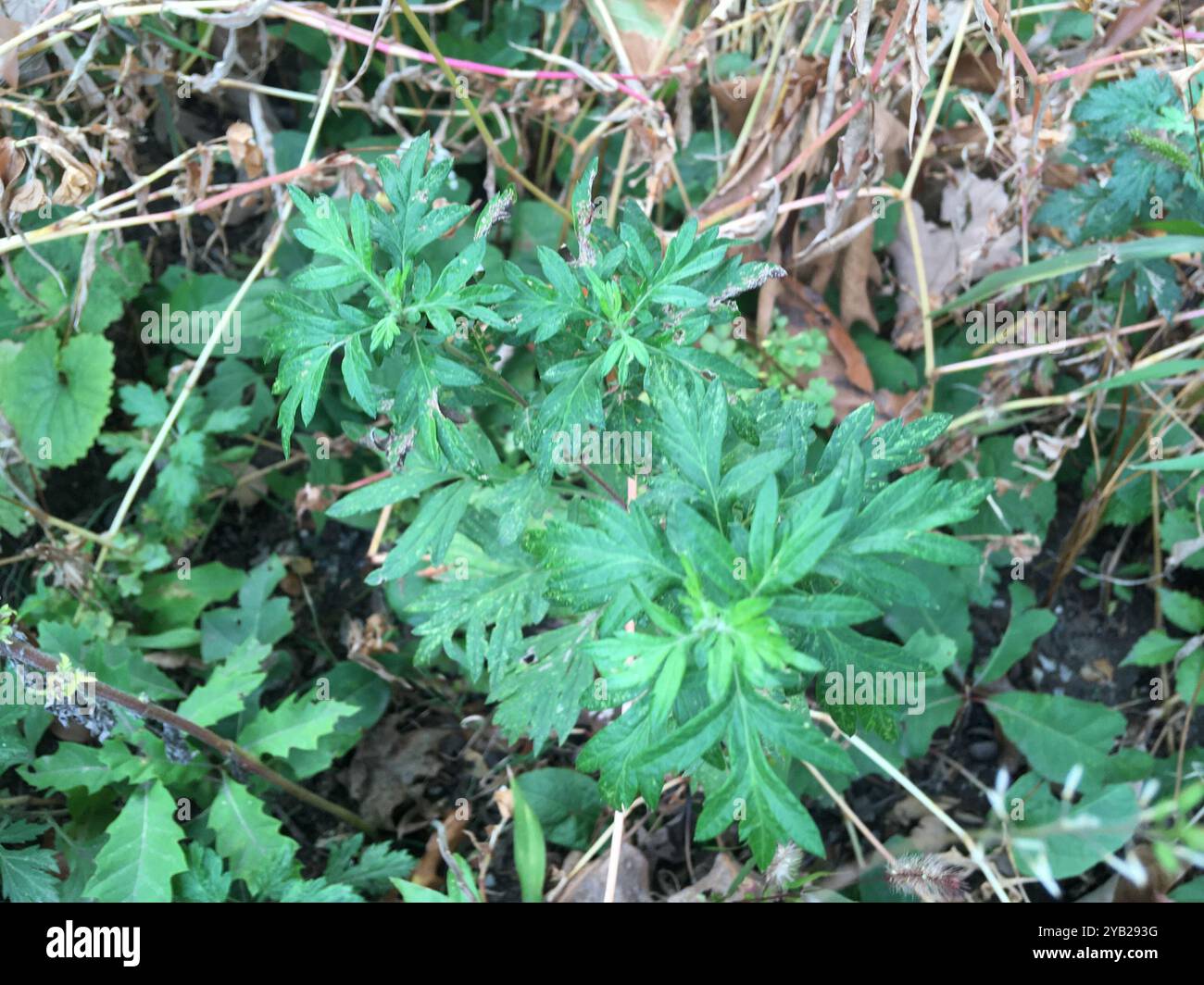 common mugwort (Artemisia vulgaris) Plantae Stock Photo - Alamy