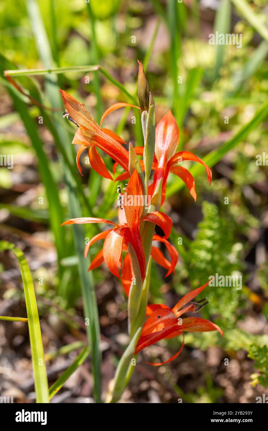 Watsonius hi-res stock photography and images - Alamy