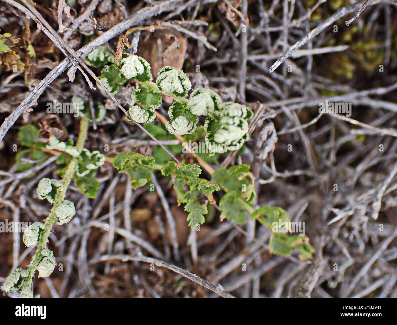 Scented Fern (Anemia caffrorum) Plantae Stock Photo - Alamy