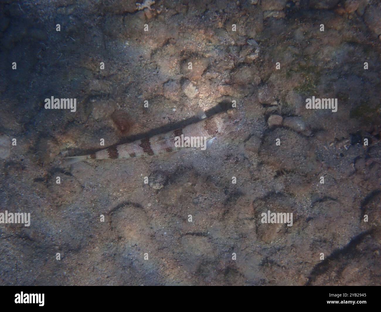 Atlantic Lizardfish (Synodus saurus) Actinopterygii Stock Photo - Alamy