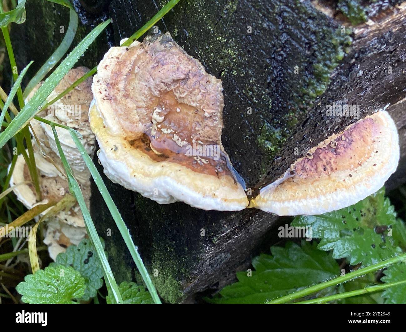 Red-banded Polypore (Fomitopsis pinicola) Fungi Stock Photo - Alamy