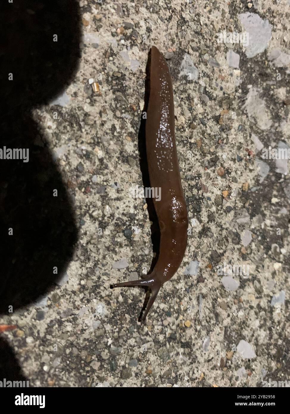 Threeband Slugs (Ambigolimax) Mollusca Stock Photo - Alamy