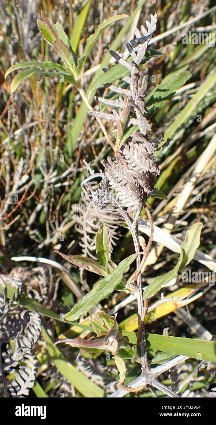 Common Apple-berry (Billardiera mutabilis) Plantae Stock Photo - Alamy