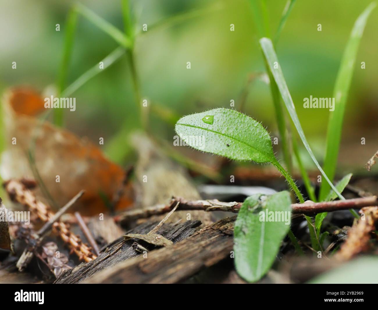 Leaf debris texture hi-res stock photography and images - Alamy