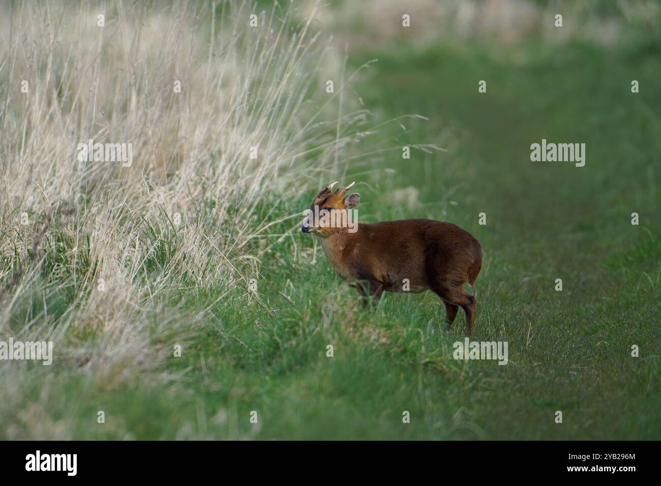 Muntjac (buck) also known as Reeves’ Muntjac, barking deer and ...
