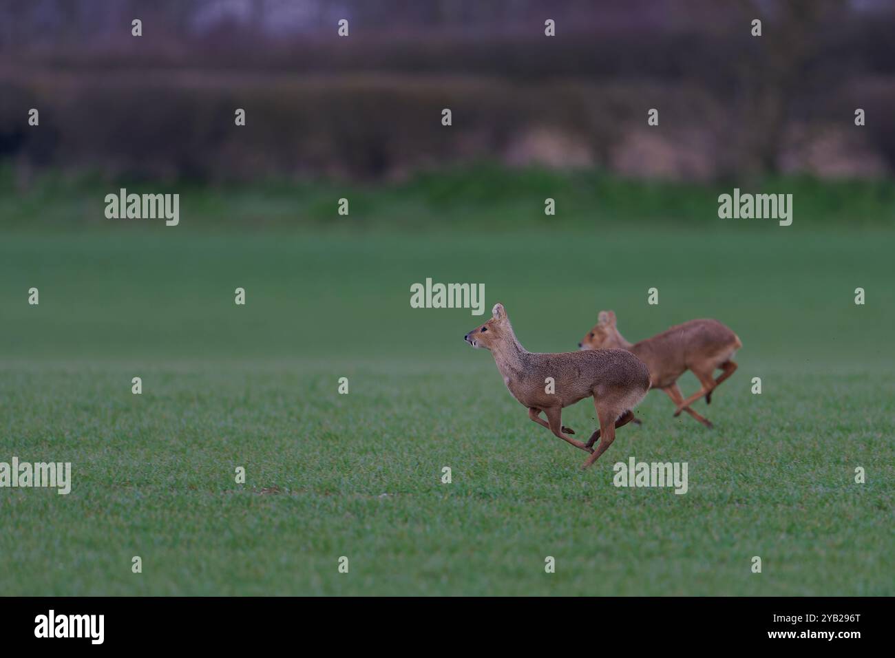 Pair of Chinese water deer -Hydropotes inermis running Stock Photo - Alamy