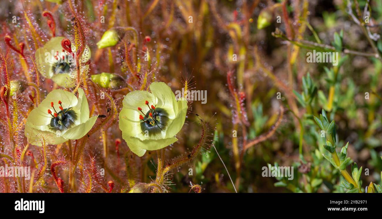 The rare yellow flowering form of Drosera cistiflora in natural habitat Stock Photo - Alamy
