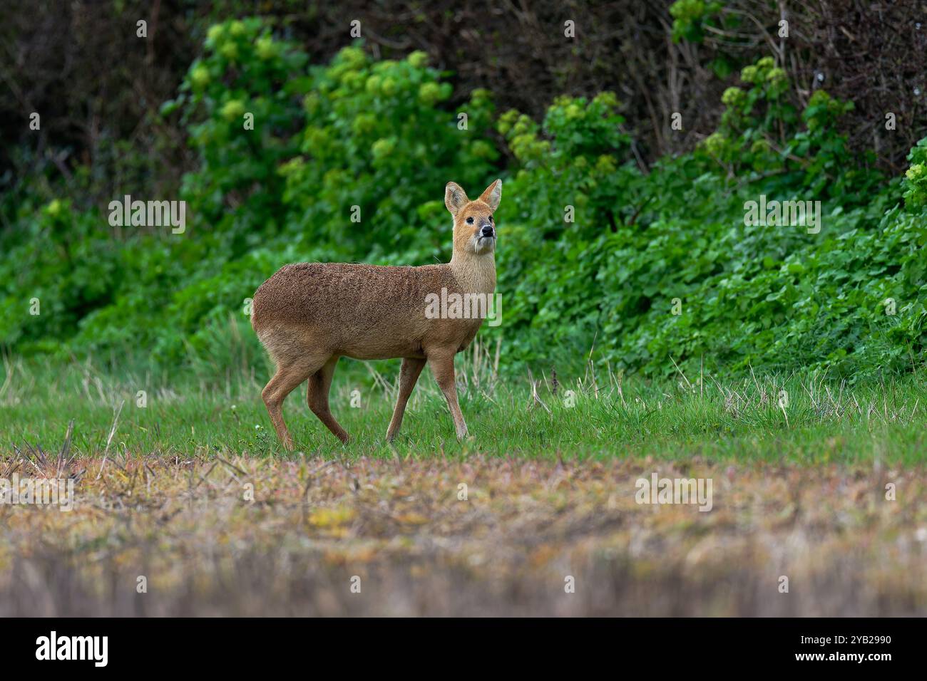 Chinese water deer male tusks hi-res stock photography and images - Alamy