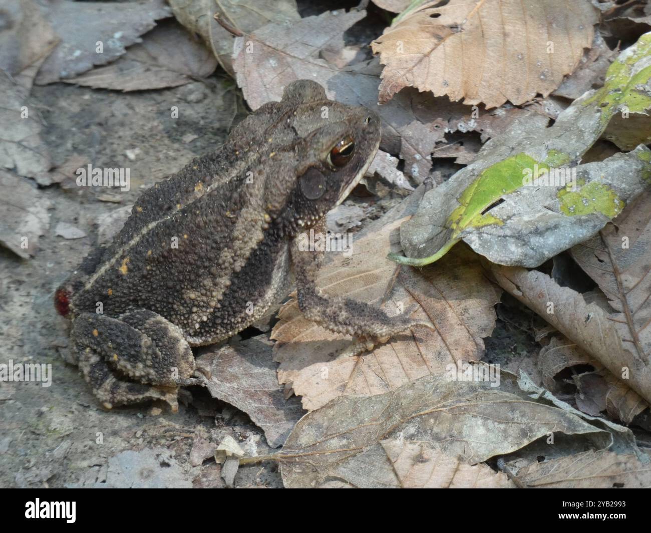 Gulf Coast Toad (Incilius nebulifer) Amphibia Stock Photo - Alamy