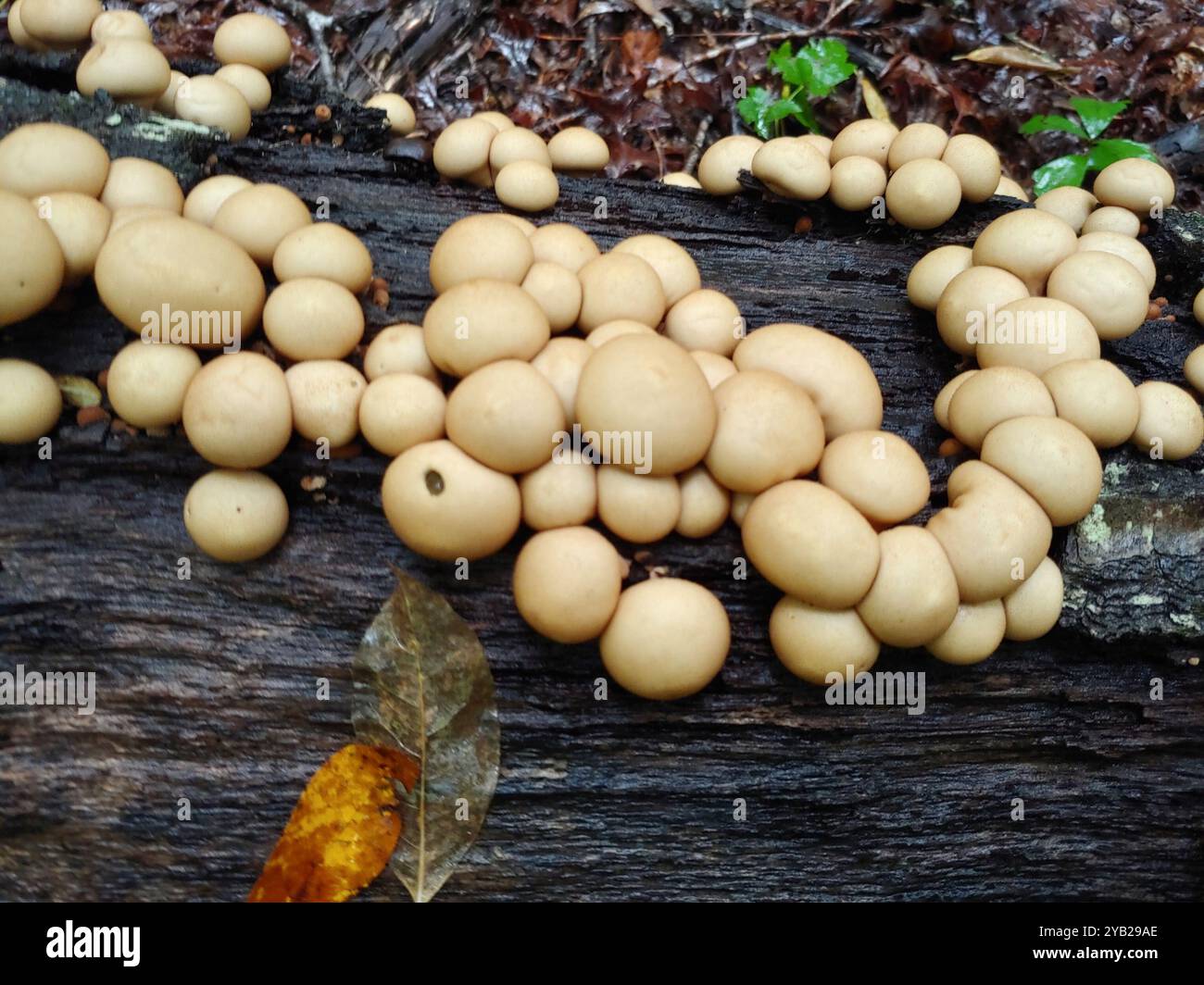 Pear-shaped Puffball (Apioperdon pyriforme) Fungi Stock Photo - Alamy