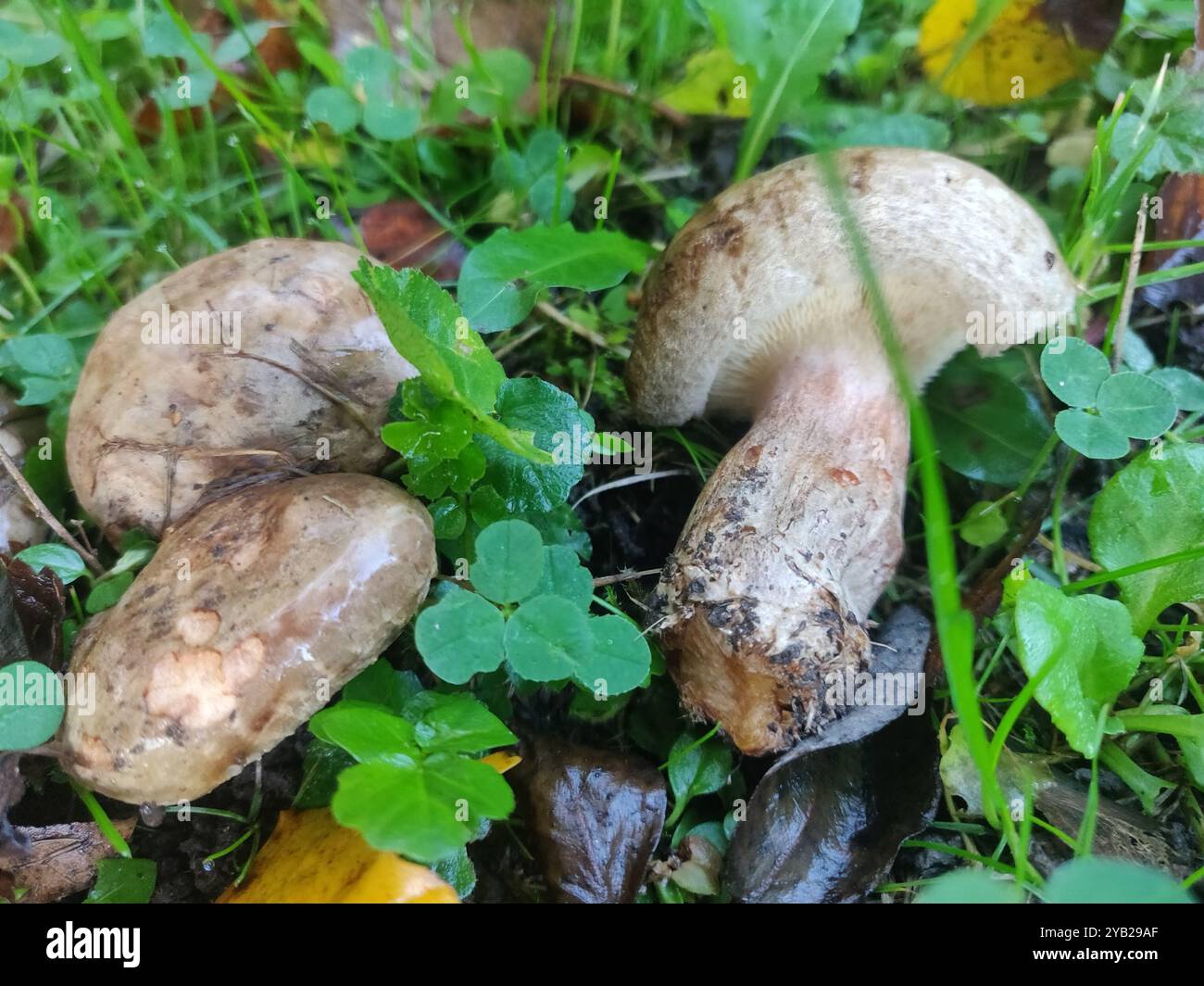 Brown Roll-Rim (Paxillus involutus) Fungi Stock Photo - Alamy