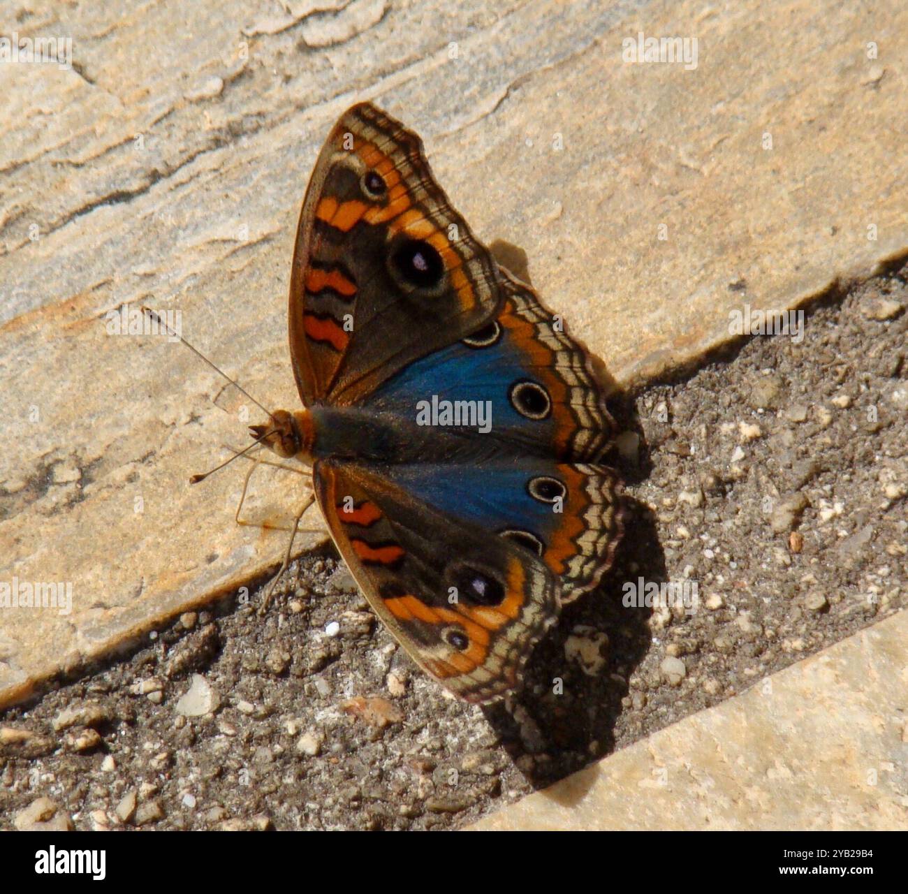 South American Tropical Buckeye (Junonia evarete) Insecta Stock Photo ...
