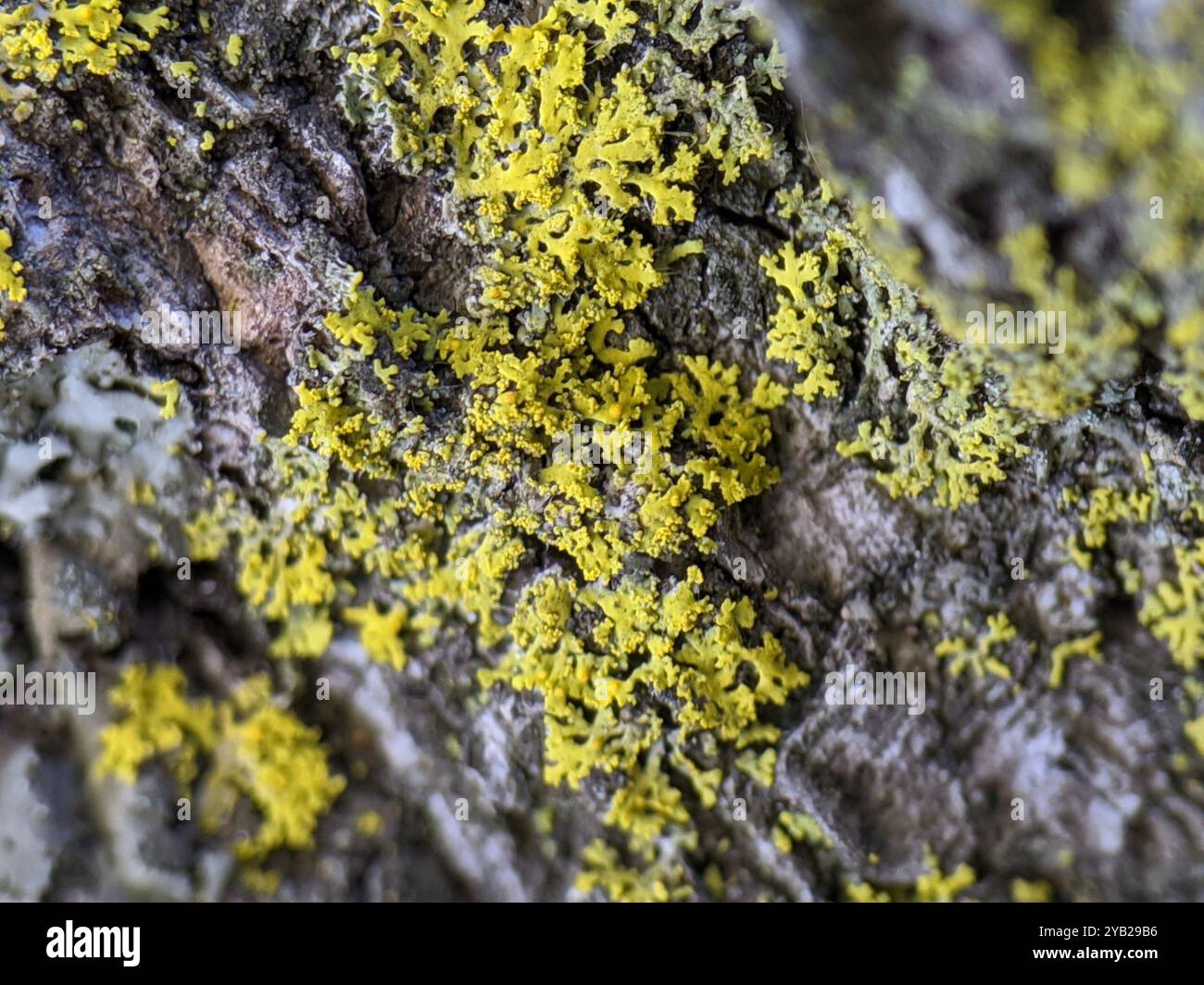 Candleflame Lichens (Candelaria) Fungi Stock Photo - Alamy