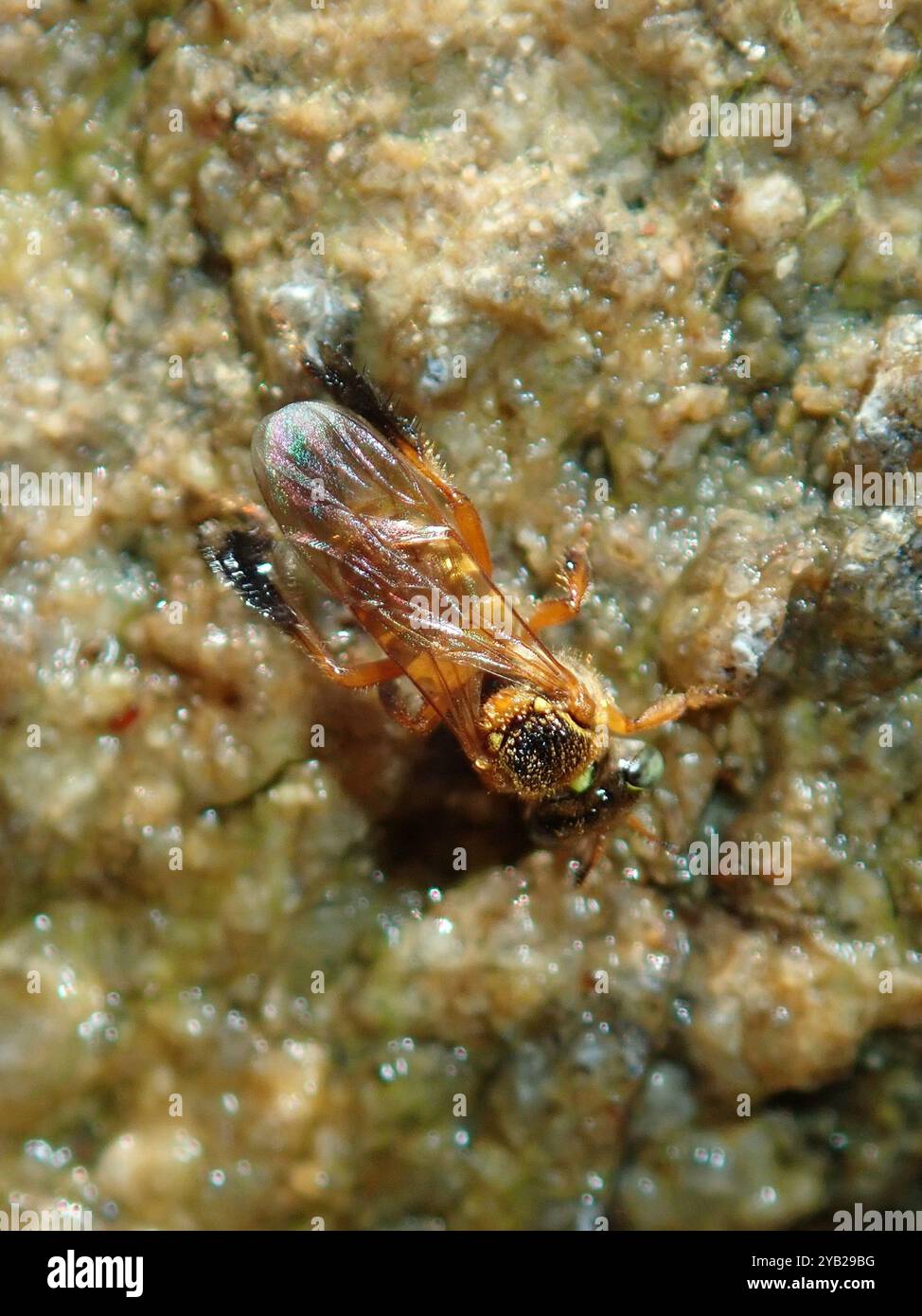 Stingless Bees (Meliponini) Insecta Stock Photo - Alamy