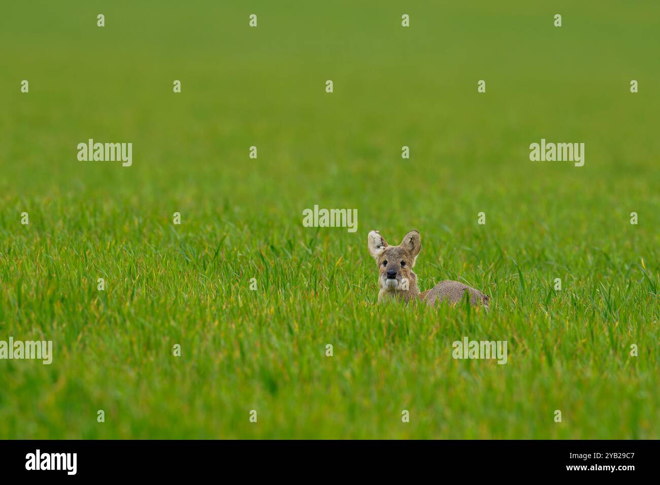 Chinese water deer (buck) -Hydropotes inermis takes rest Stock Photo ...