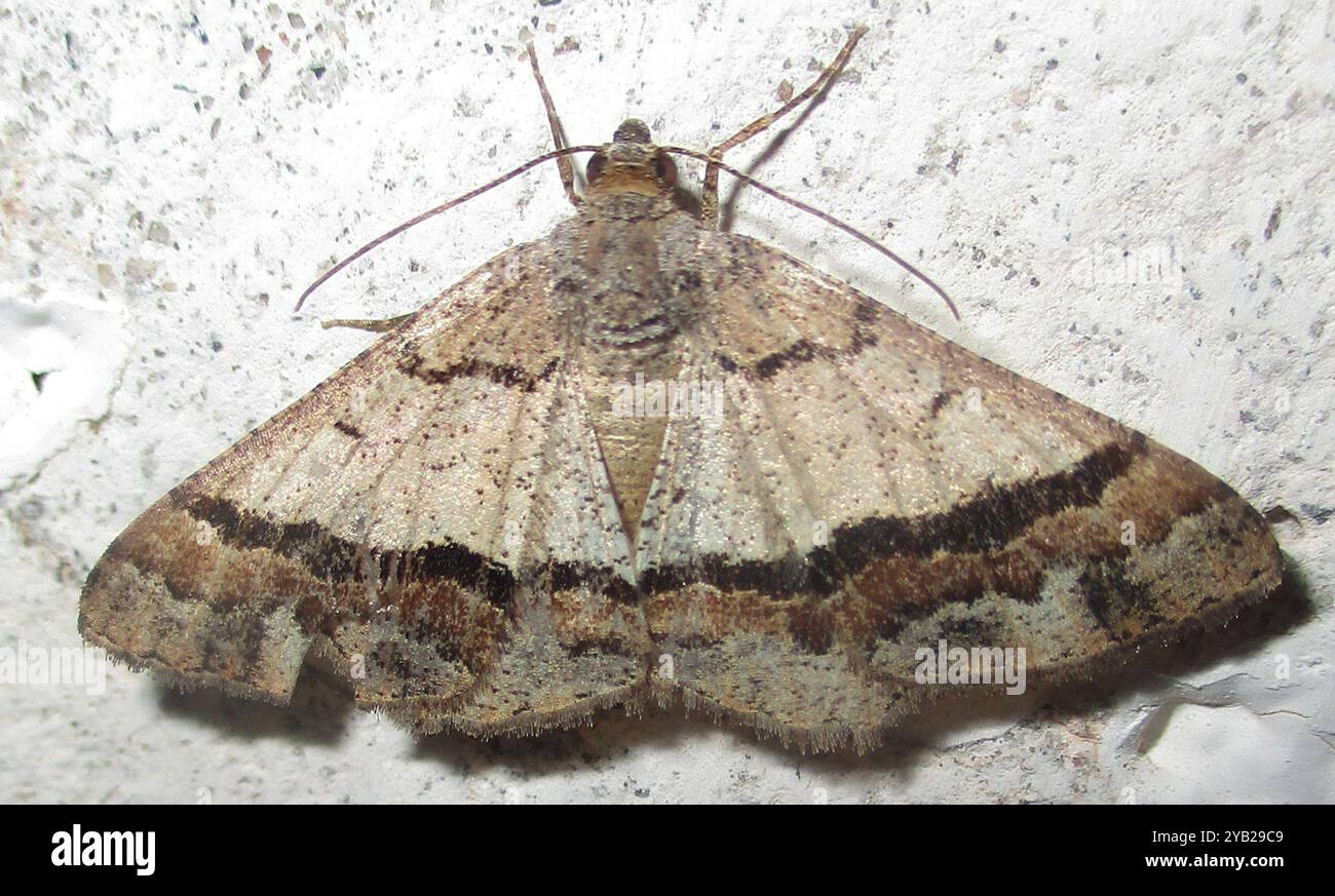 Geometer Moths (Geometridae) Insecta Stock Photo - Alamy